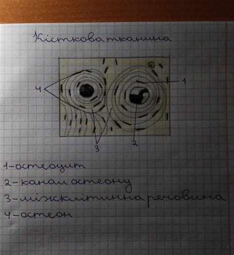 Зробіть схематичний малюнок мікроскопічної будови кісткової тканини Позначте цифрами її