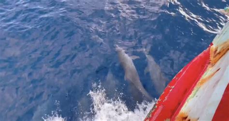 សកម្មភាពហ្វូងត្រីដូហ្វីនជាច្រើនក្បាលហែលើផ្ទៃសមុទ្រកោះរ៉ុង ខេត្តព្រះសីហនុ