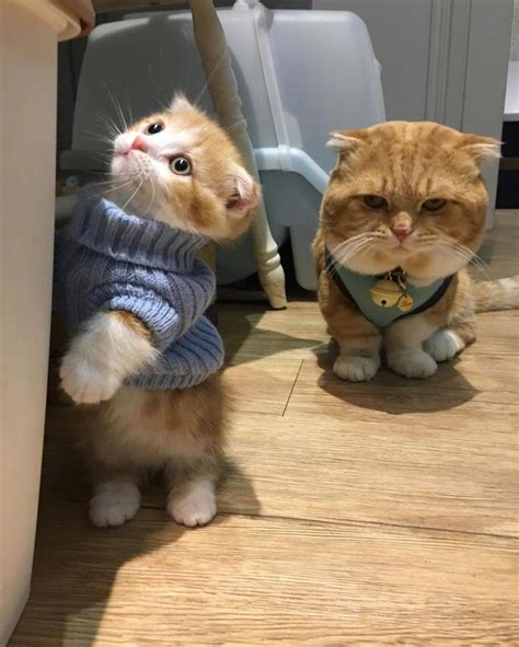 文献综述写作注意事项 知乎