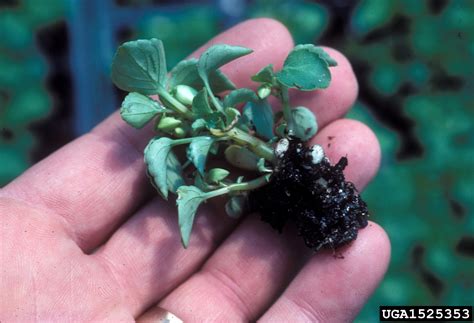 Pythium Diseases Genus Pythium