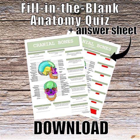 Cranial Bones Anatomy QUIZ Worksheet Answers Digital Download Printable Anatomy Worksheet