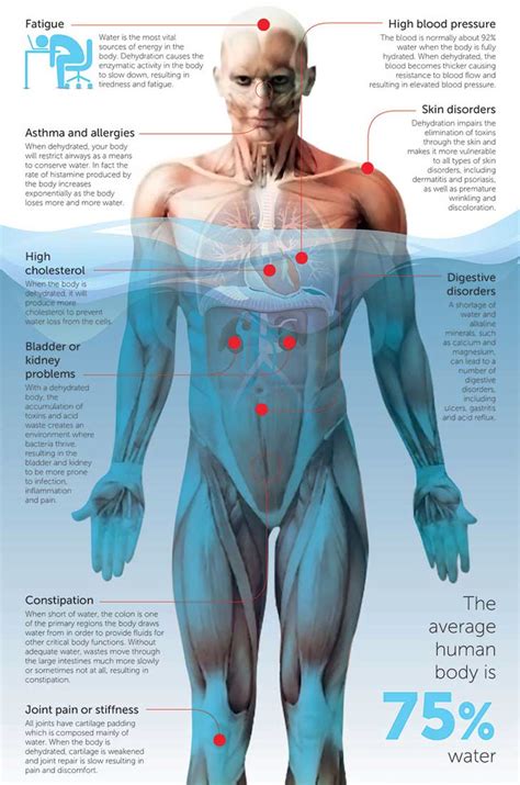 H O American Infographic