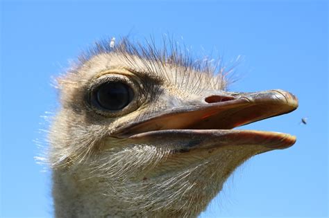 80 Free 아기 타조 And Ostrich Images Pixabay