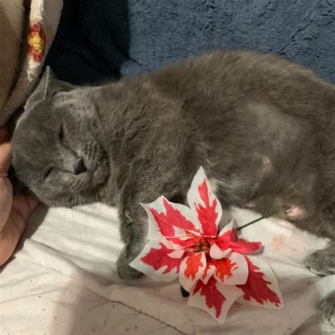 Adoptable Bobtail Cats