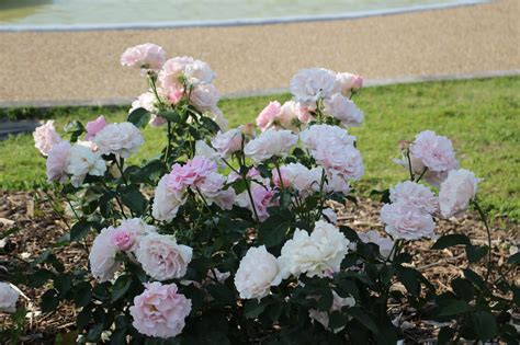 大人可愛い！フリル咲きでエレガントな花嫁のバラ【ラ マリエ】ふるさと納税でお迎えしました 情熱庭園
