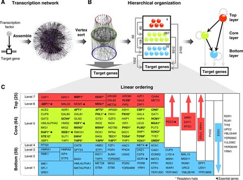 Hierarchical Structure In The Yeast Transcription Regulatory Network Download Scientific