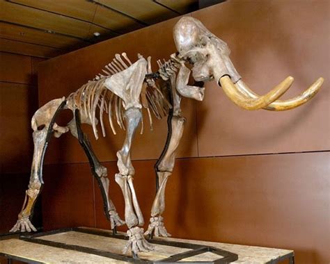 Mamouth Mammuthus Primigenius Fossil Hunting Dinosaur Fossils Fossils