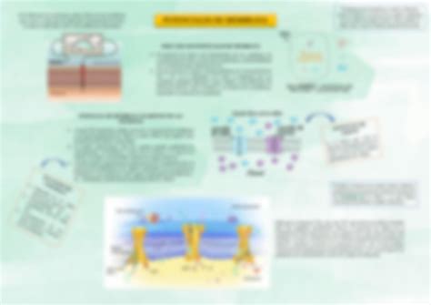 Solution Infografía Potenciales De Membrana Studypool
