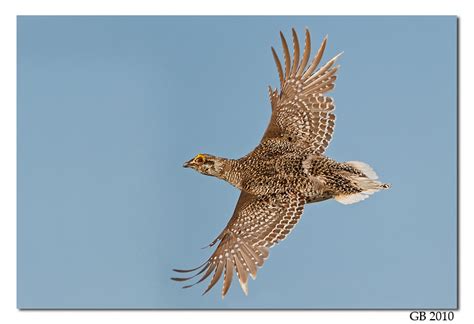 Sharp Tailed Grouse Flying