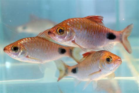 Puntius Bilder Bläddra Bland 1010 Stockfoton Vektorer Och Videor