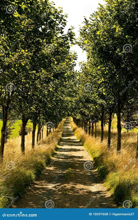 Tree Lined Path Stock Photo Image Of Park Lane Perspective