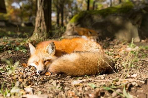 Premium Photo Sleeping Fox