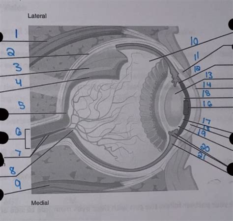 Eye And Ear Exam Flashcards Quizlet