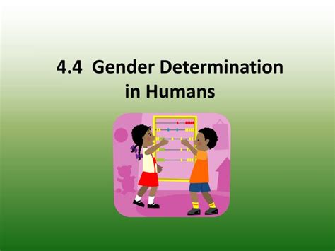 Ppt 4 4 Gender Determination In Humans Powerpoint Presentation Free Download Id 3449378