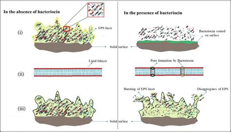 Various Strategies Of Antibiofilm Activity Of Bacteriocin I Download Scientific Diagram