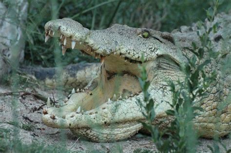 Apex Predators Are Essential For Biodiversity Emerging Destinations