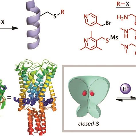 Rationally Modified Membrane Proteins 3 As Ph Switchable Ion Gates Download Scientific