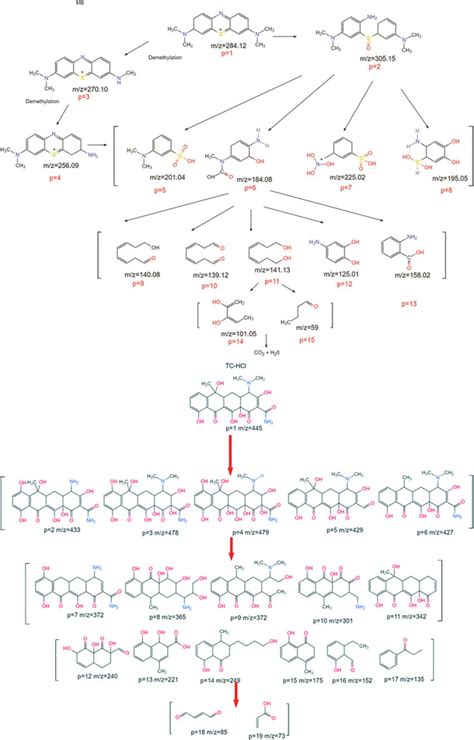 The Possible Degradation Pathway Of Mb And Tc Towards The 05 Fewo 4 Download Scientific