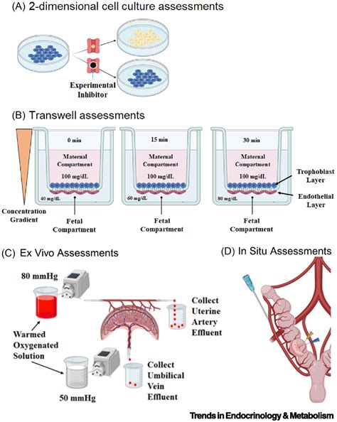 Current Approaches And Advances In Placental Toxicology Trends In