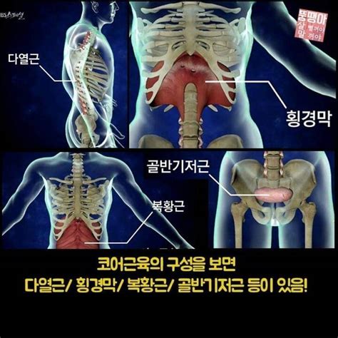 우리몸에서 가장 중요한 코어 근육 운동법 인스티즈instiz 이슈 카테고리