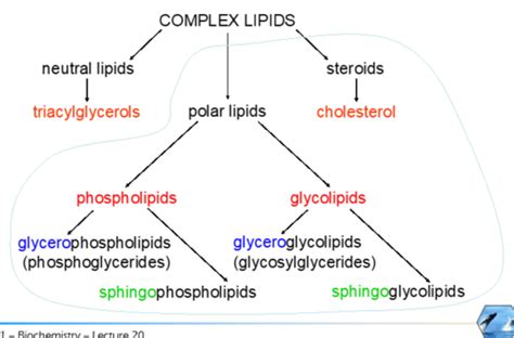 BIOL Lecture Lipids And Membranes Flashcards Quizlet