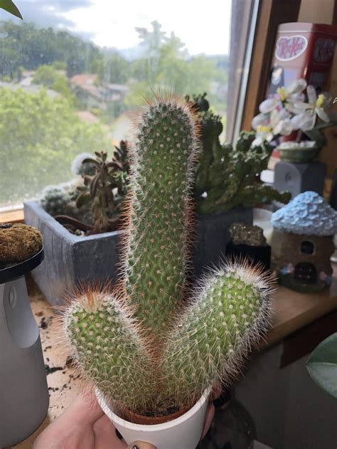 Looking Very Succulent Rhouseplants