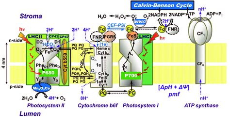 Thylakoid Membrane Photosynthesis