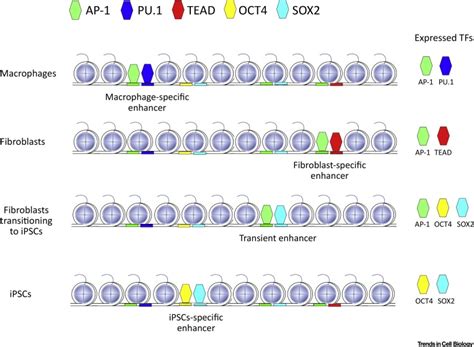 Ap 1 Takes Centre Stage In Enhancer Chromatin Dynamics Trends In Cell Biology