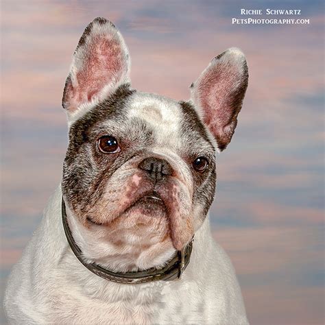 Celebrity Pet Photographer Richie Schwartz