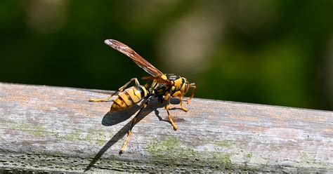 This Common Household Item Can Help You Cure A Wasp Sting Huffpost Uk Life