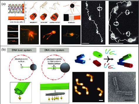 Magnetic Propulsion Of Dna Nano Actuators A Structure And Directed Download Scientific