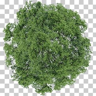 Look At Trees Tree In Green Tree Illustration PNG Clipart Free