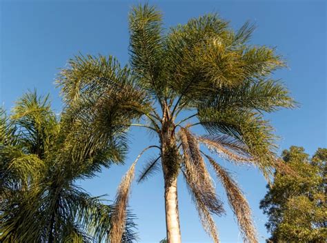 Queen Anne Palm Fruit