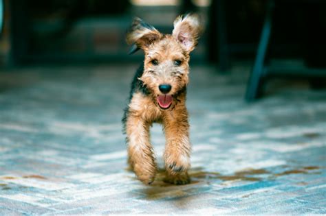 Do Airedale Terriers Bark A Lot A Comprehensive Guide