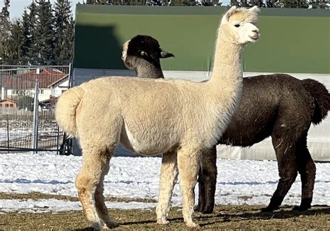 Dorli Bergblick Alpakas