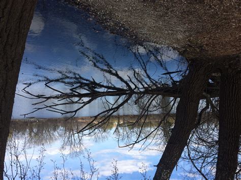 Fallen Trees Been There Seen That