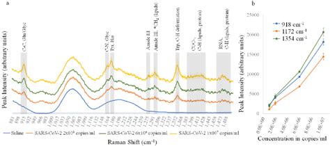 2 A Shows A Staggered Plot Of The Mean Raman Spectra Of Sars Cov 2 In Download Scientific