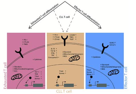 T Cell Differentiation The Differentiation Pathway Of Exhausted T Download Scientific Diagram