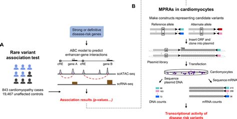 an integrative genomics approach for prioritising noncoding variants a