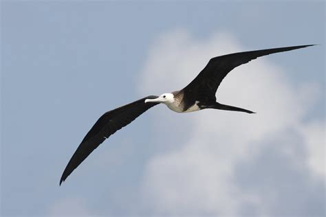 Фрегат великолепный — Fregata Magnificens Статьи Птицы Европы