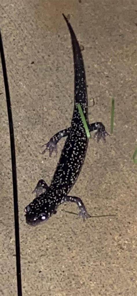 Can Anyone Identify R Lizards