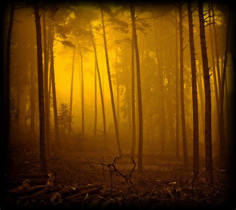 배경 화면 목재 안개 나무 미술 자연 숲 독일 창조적 인 쾰른 오버 벌크 백금 사진