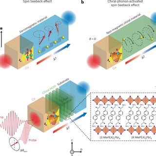 Chiral Phonon Activated Spin Seebeck Effect Request PDF