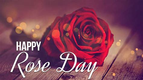 Happy Rose Day 2021 Wishes Whatsapp Status Facebook Messages Quotes