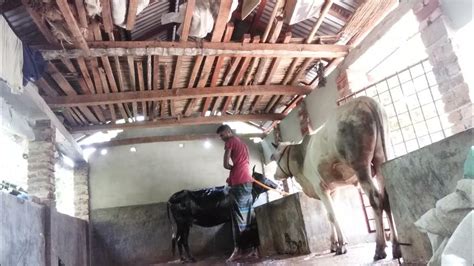 গোয়াল ঘর ও গরু গোসল Youtube