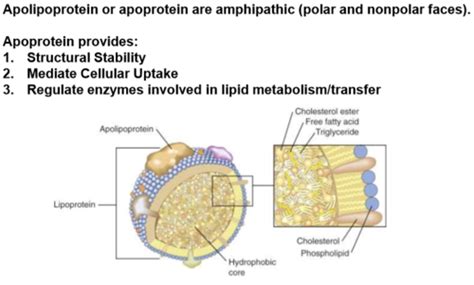 Lipoprotein Flashcards Quizlet