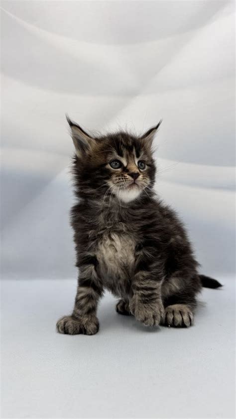 Mot Male Maine Coon Maniacs