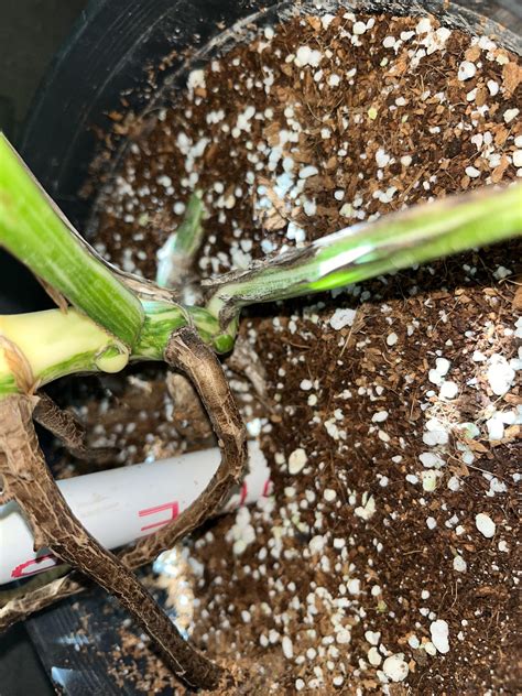 Roots Or New Node R Monsteraalbo