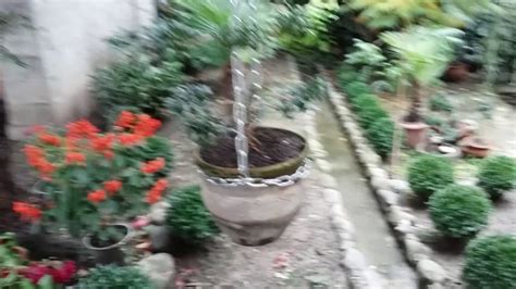 ბზის კიდული ბონსაი Youtube