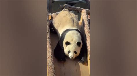 滑滑梯还把手手张开了，太可爱啦！他怎么知道那么玩的呢😂萌兰 大熊猫萌兰 国宝熊猫 来这吸熊猫 可爱的大熊猫 Youtube